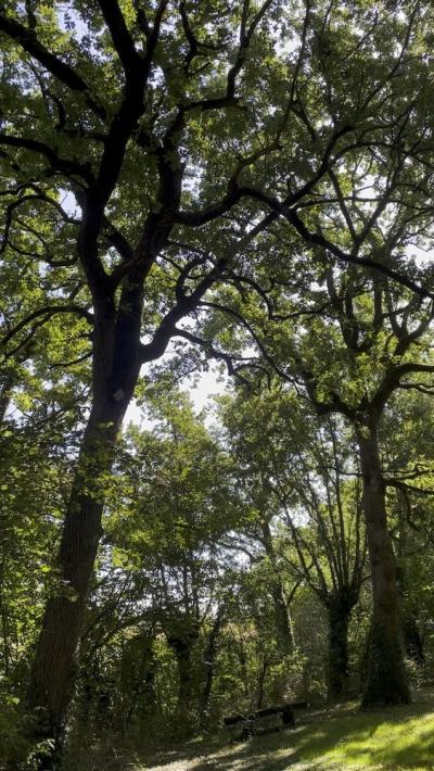 Mellifere.com | Le chêne commun ou pédonculé, pollen et miellat pour ...