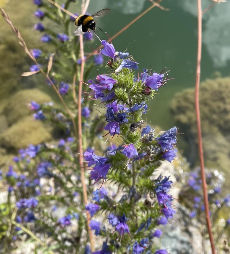 Mellifere.com | Vipérine commune ou Vipérine vulgaire ou Serpentine
